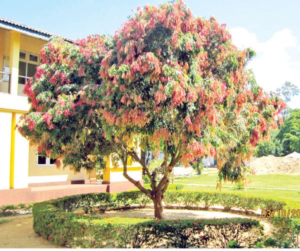 Uncategorized Archives - incrediblelanka